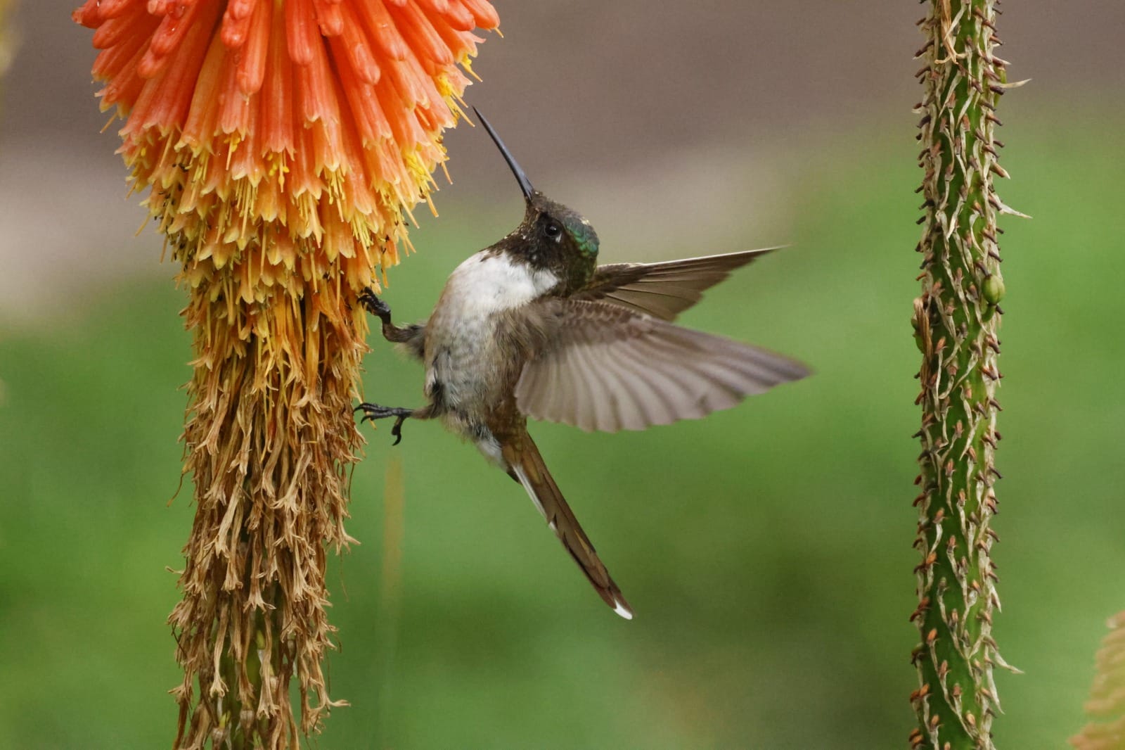 Birding Tours - Birding Expeditions Peru