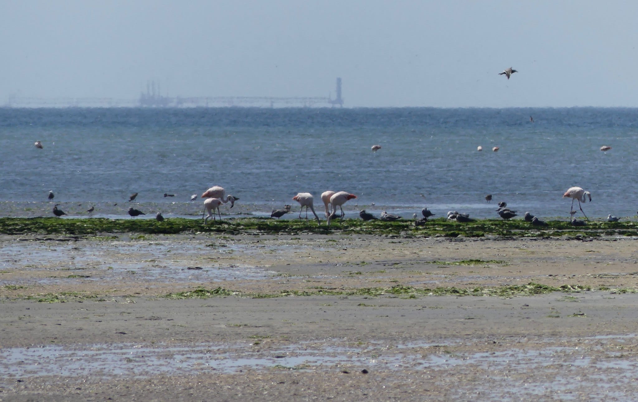 Birding in Lima Full Day - Birding Expeditions Peru