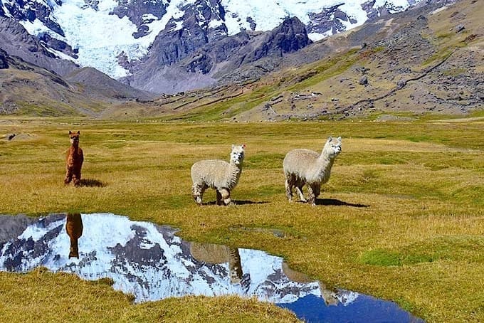 Best Destinations for Birding in Peru - Birding Expeditions Peru