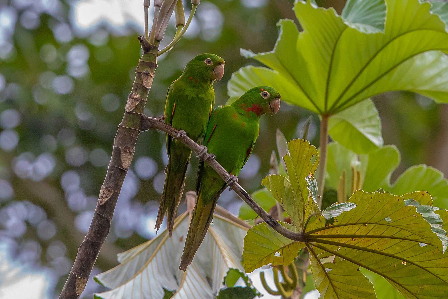 Gallery - Birding Expeditions Peru