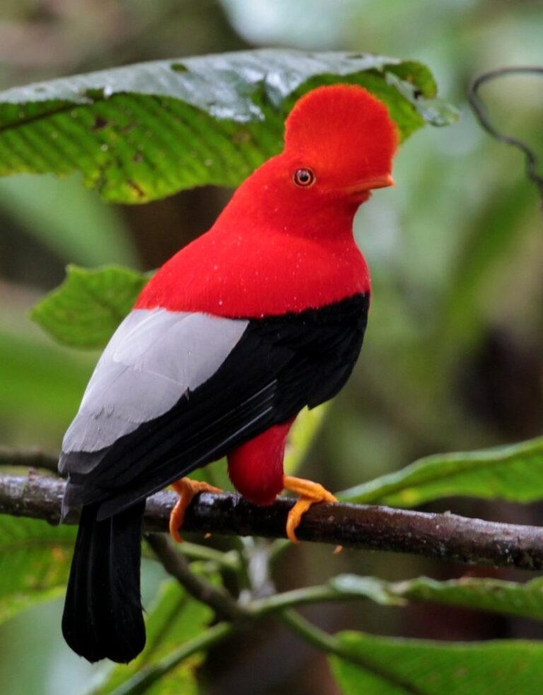 Peru Birding | Birdwatching Tours - Birding Expeditions Peru